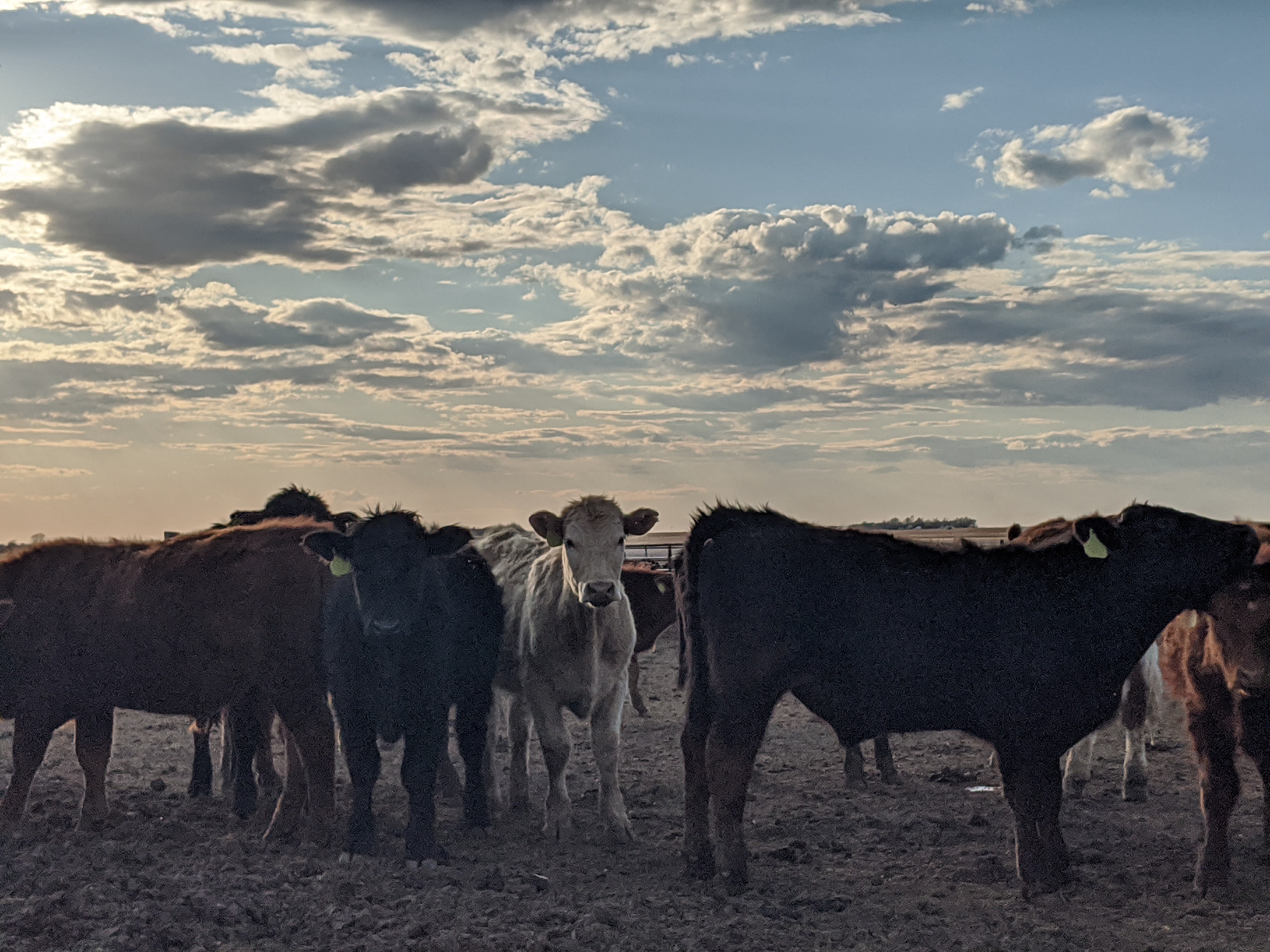 Acidosis: Here's What You Need to Know | Drovers